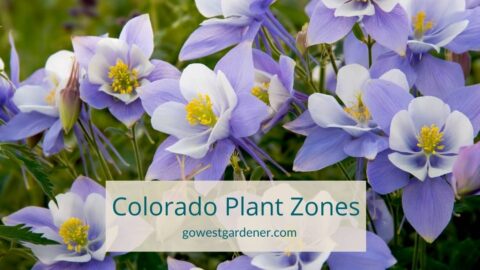 What's My Colorado Plant Hardiness Zone? | Colorado Zones Explained