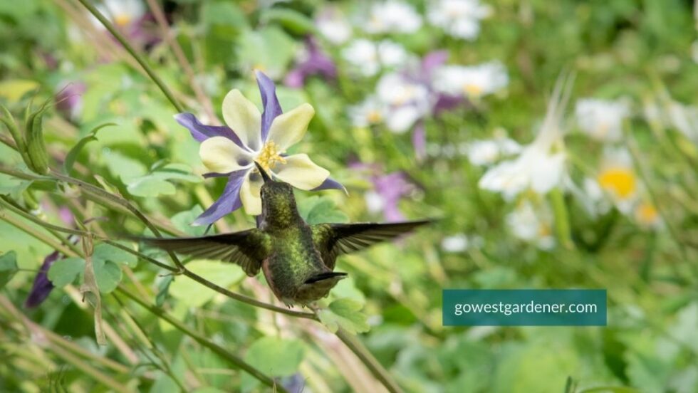 Columbine Flowers: Good Flowers for May and June in Colorado & Utah