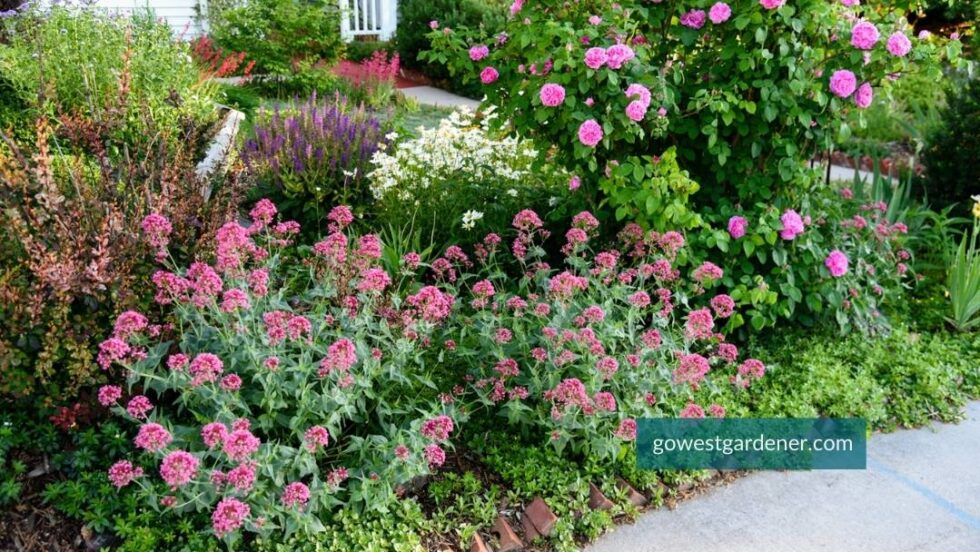Jupiter's Beard: A Showy, Long-Blooming Perennial for Colorado & Utah
