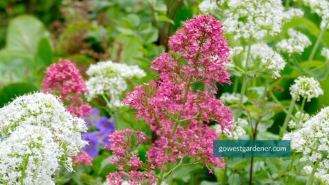 Jupiter's Beard: A Showy, Long-Blooming Perennial for Colorado & Utah