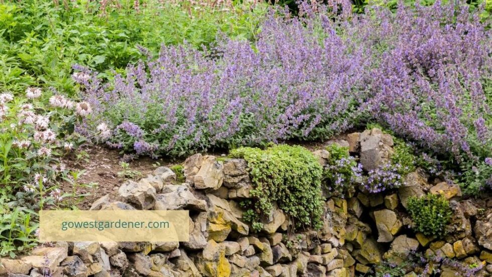 5 Western Garden Trends to Inspire Your Garden (Colorado, Utah & More)
