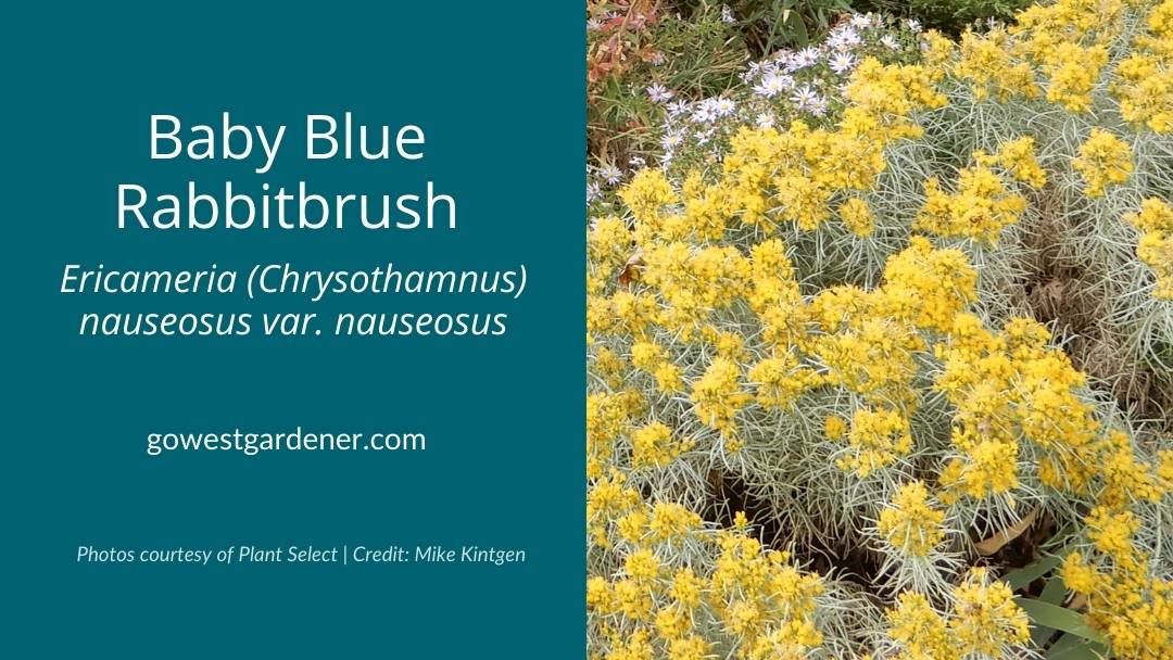 The Best Flowers for Late Summer in Colorado: 9 Beauties!