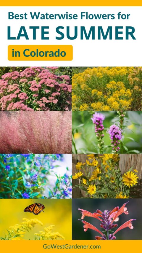 The Best Flowers for Late Summer in Colorado: 9 Beauties!