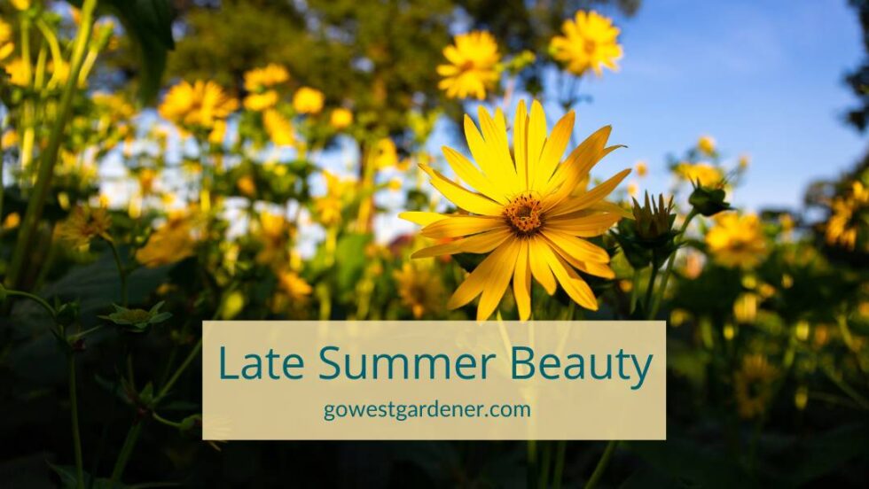 The Best Flowers for Late Summer in Colorado: 9 Beauties!