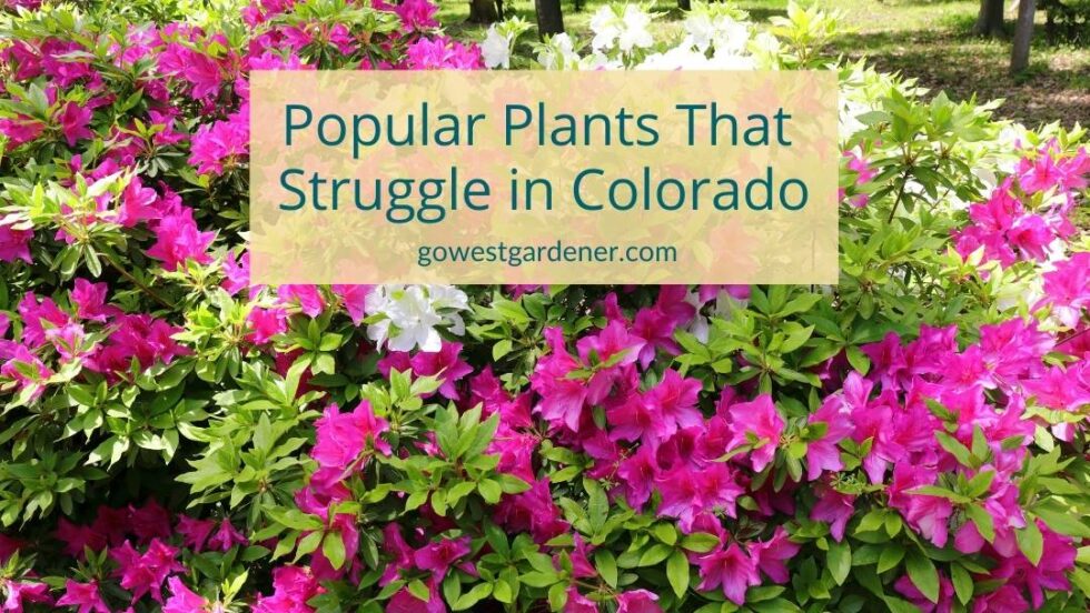 Colorado Flower Gardening | Tips for Flower Lovers in the West