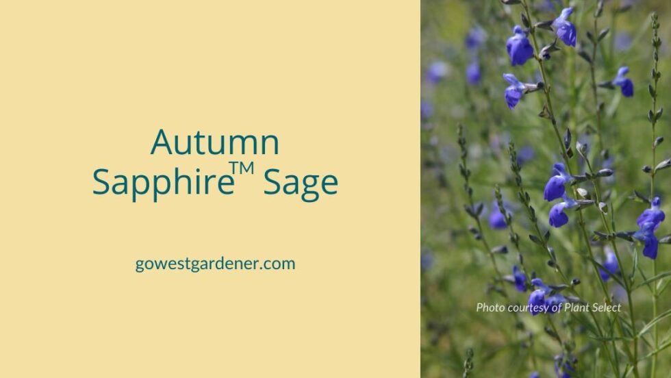 12 Waterwise, Blue Flowers: Perennials for Your Western Garden